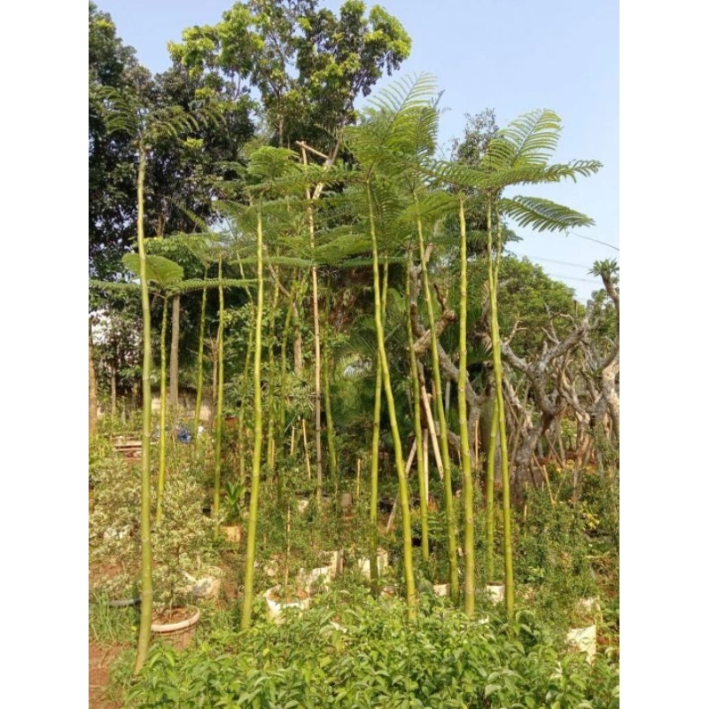 Jual pohon solobium tinggi 3 meter | Shopee Indonesia