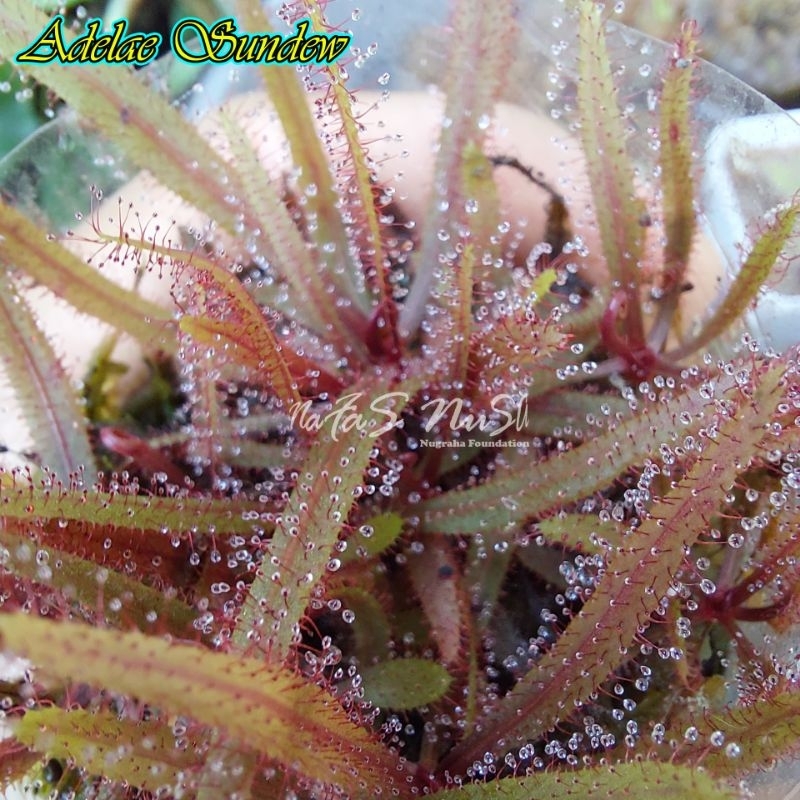 Jual Drosera Adelae Sundew - Tanaman Karnivora Pemakan Serangga ...