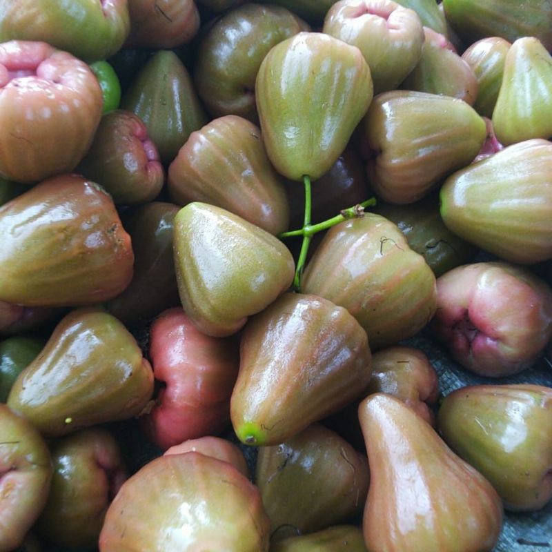 Jual Jambu Citra Merah Dan Cing Calo Segar per 500gr | Shopee Indonesia