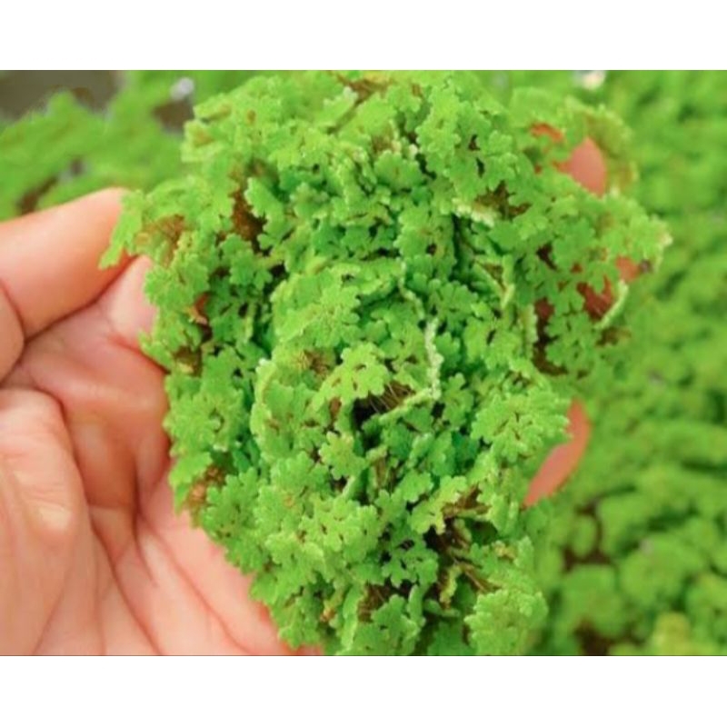 Jual Bibit Azolla Microphyla Hidup Perbungkus | Shopee Indonesia