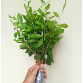 Jual bibit stek pohon Lee Kwan yew / Li kuan yu | Shopee Indonesia