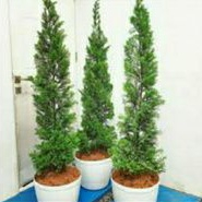 Jual tanaman hias cemara pua pua | Shopee Indonesia