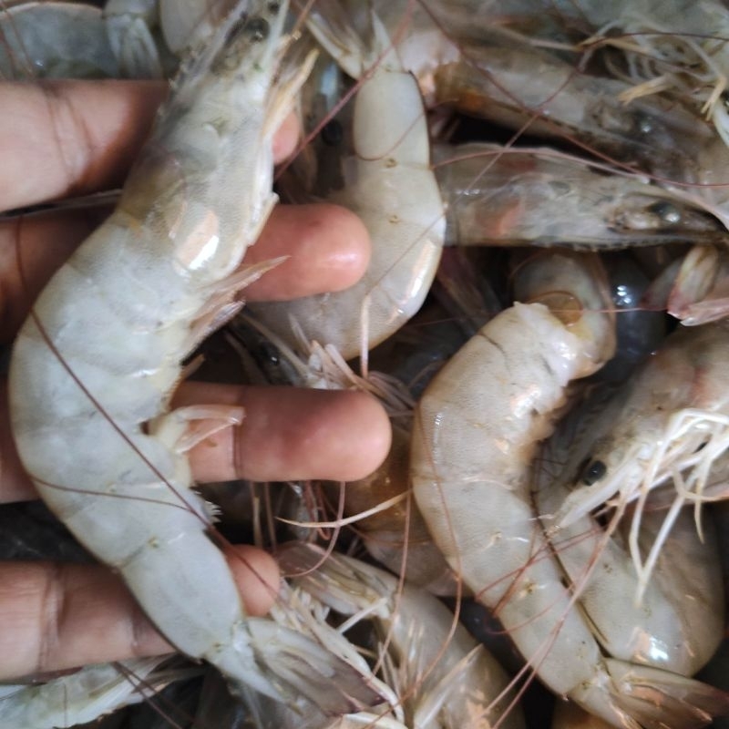 Jual udang besar segar pasar online makassar | Shopee Indonesia