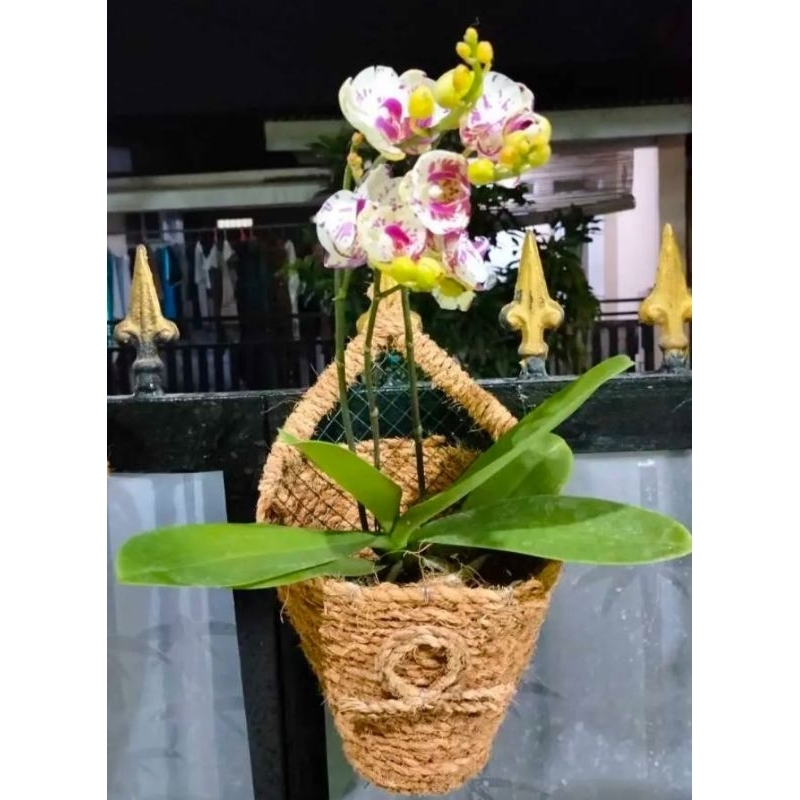 Jual Pot Anggrek Tempel Dinding Serabut Kelapa Pot Anggrek Dendrobium ...