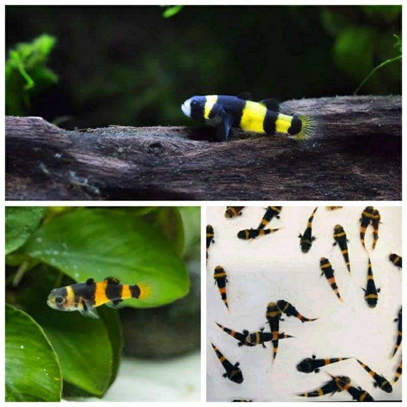 Jual ikan hias goby bumble bee / ikan bumblebee goby | Shopee Indonesia