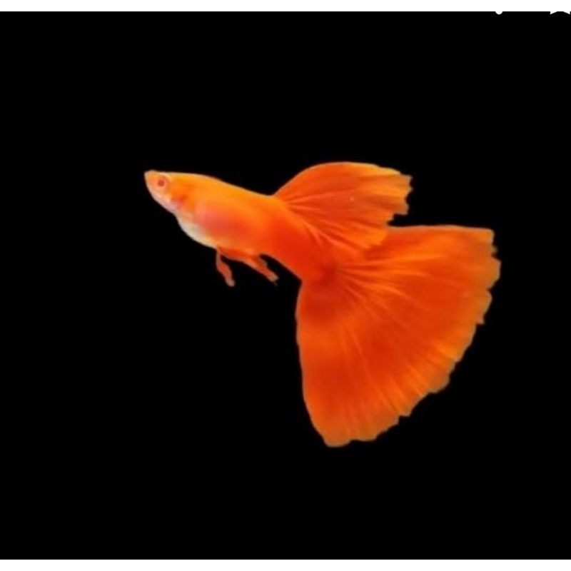 Jual guppy afr albino full red | Shopee Indonesia