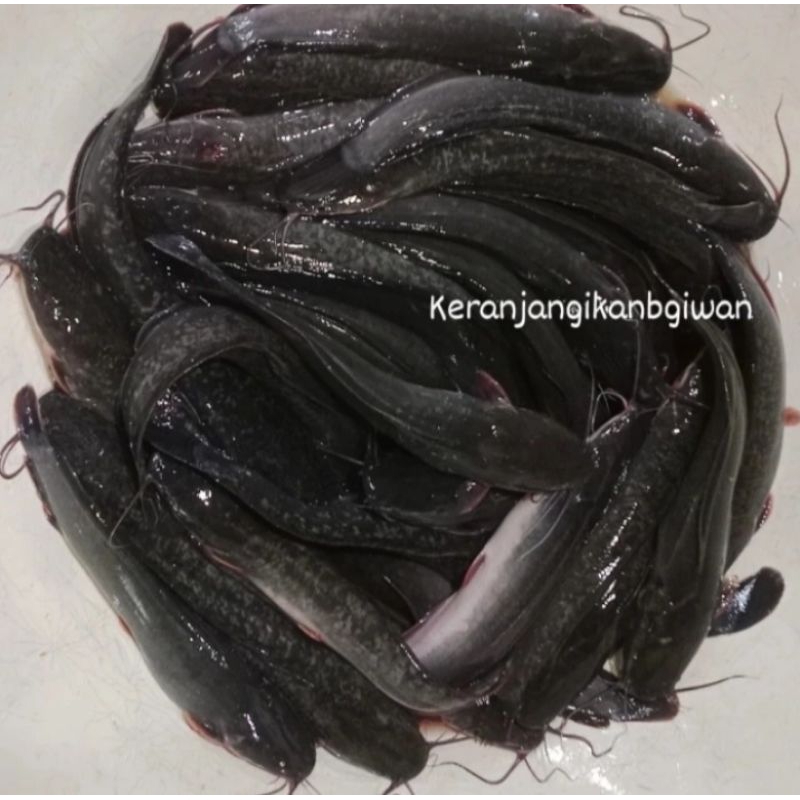 Jual Ikan Lele Per Kg Terlengkap & Harga Terbaru Juni 2026 | Shopee ...