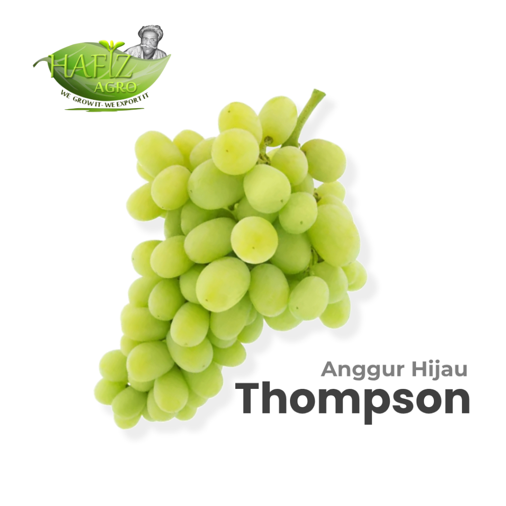 Jual Anggur Thomson, Anggur Hijau Import Tanpa Biji Rasa Manis & Crunchy (1 dos=4,5kg) | Shopee ...