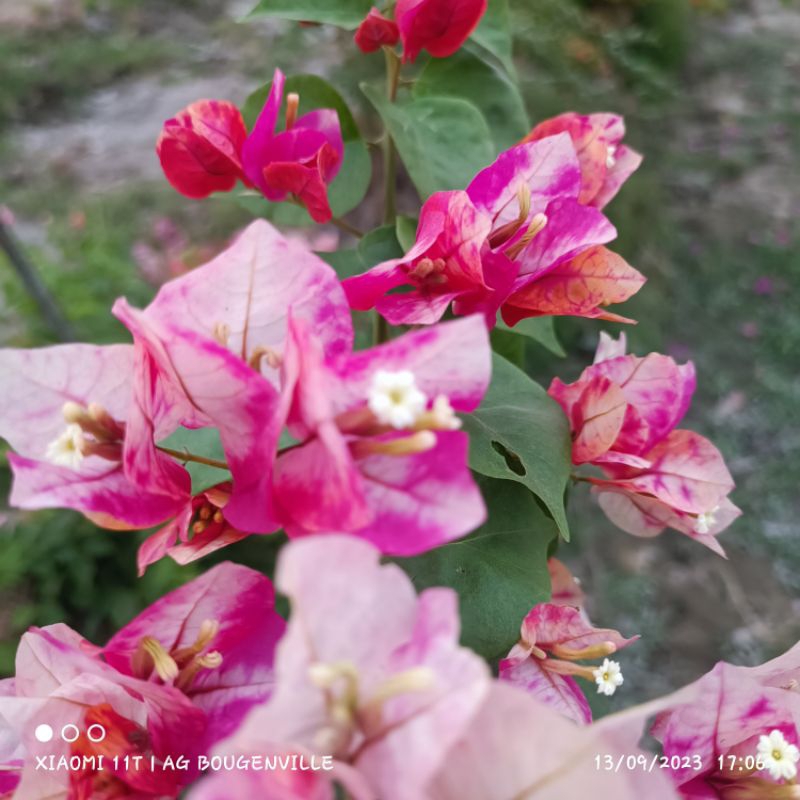 Jual BUNGA BOUGAINVILLE - CITRA MONDURING | Shopee Indonesia