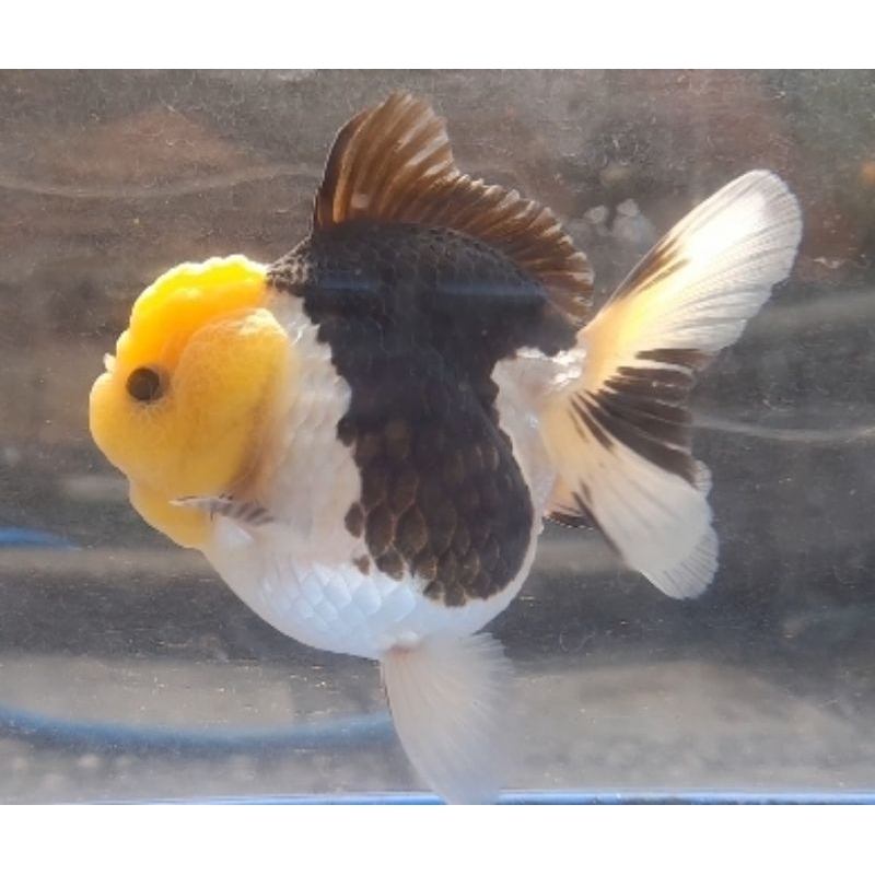 Jual Ikan mas koki Oranda PANDA BULAT | Shopee Indonesia