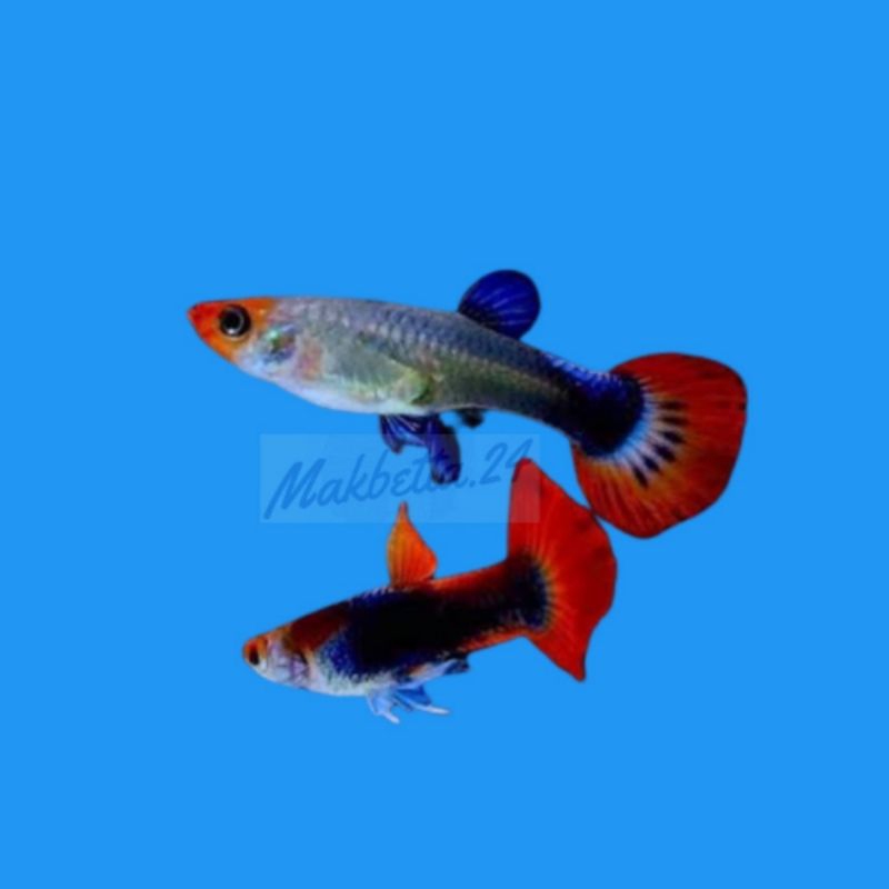Jual packing styrofoam ikan guppy tuxedo koi 5pasang | Shopee Indonesia