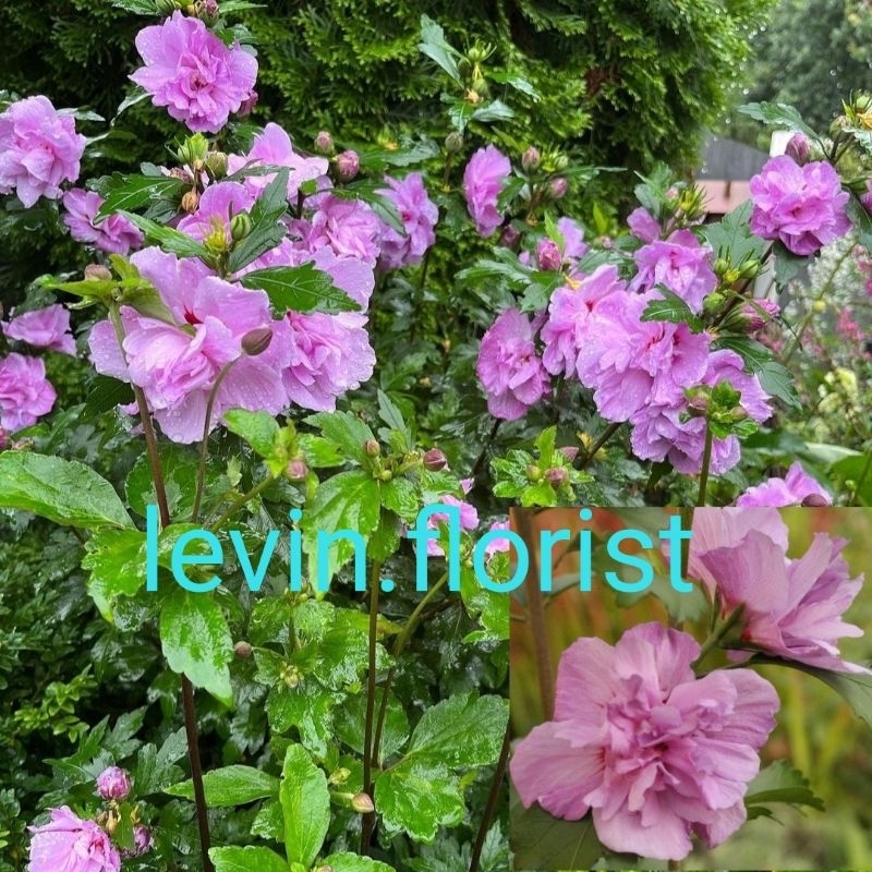 Jual Hibiscus syriacus ardens /ungu tumpuk / bunga sepatu / bibit ...