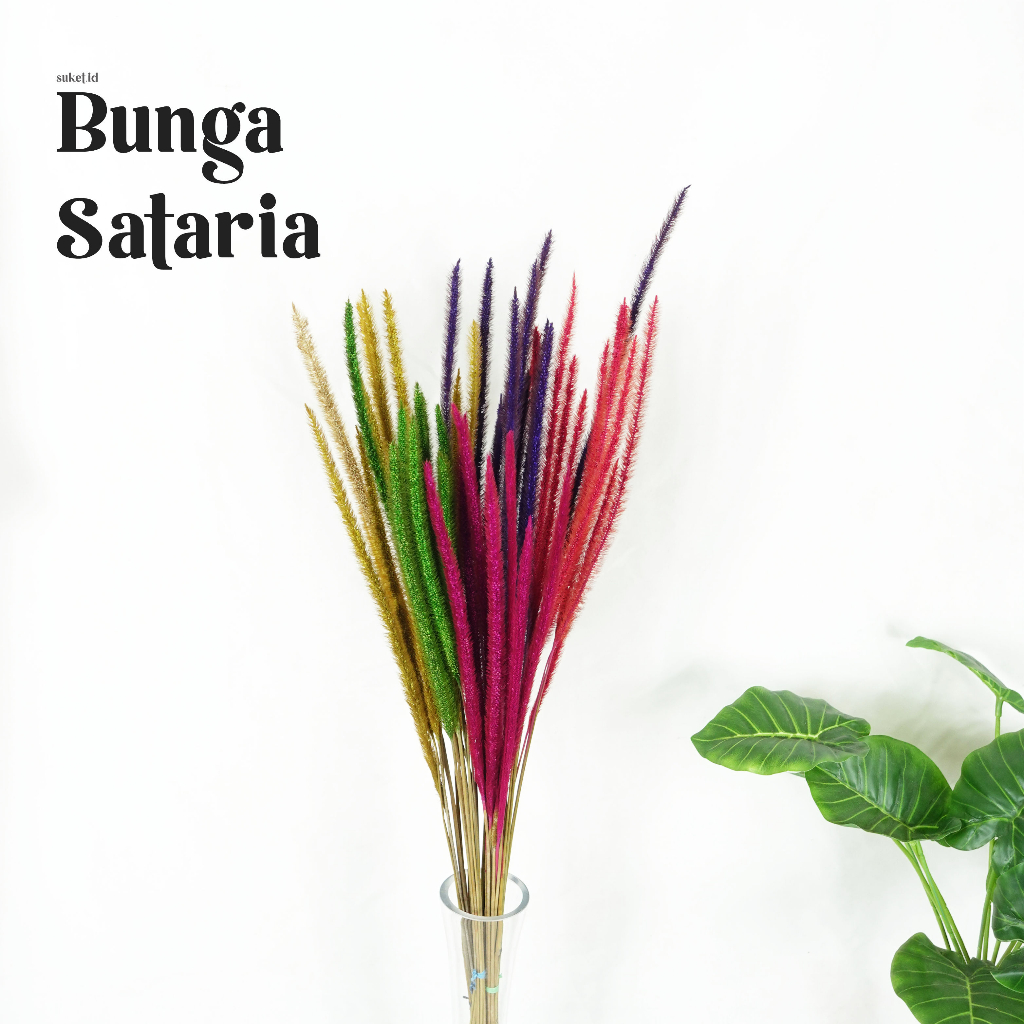 Jual Dried Sataria Rustic / Bunga Kering Sataria | Shopee Indonesia