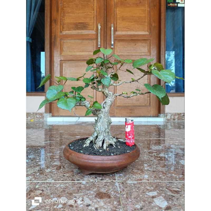 Jual waru india prokar | Shopee Indonesia