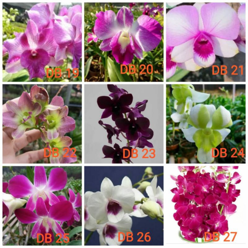 Jual Anggrek paket 7 pot pra remaja dendrobium bulat | Shopee Indonesia