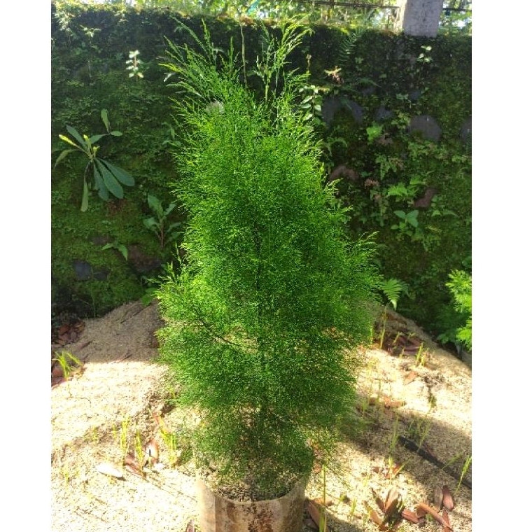 Jual Tanaman Pohon Cemara balon Uk 50-80cm RIMBUN | Shopee Indonesia