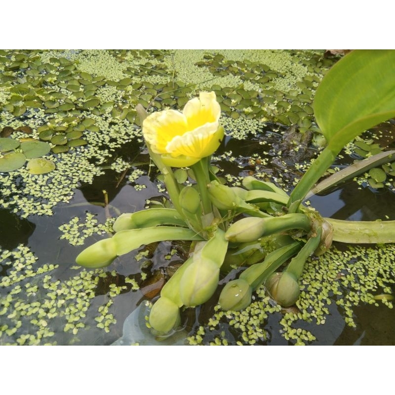 Jual bunga/buah genjer segar 250gram | Shopee Indonesia