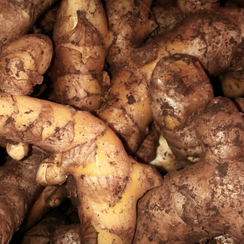 Jual hasil bumi segar | kunyit - jahe merah - jahe emprit - kencur ...