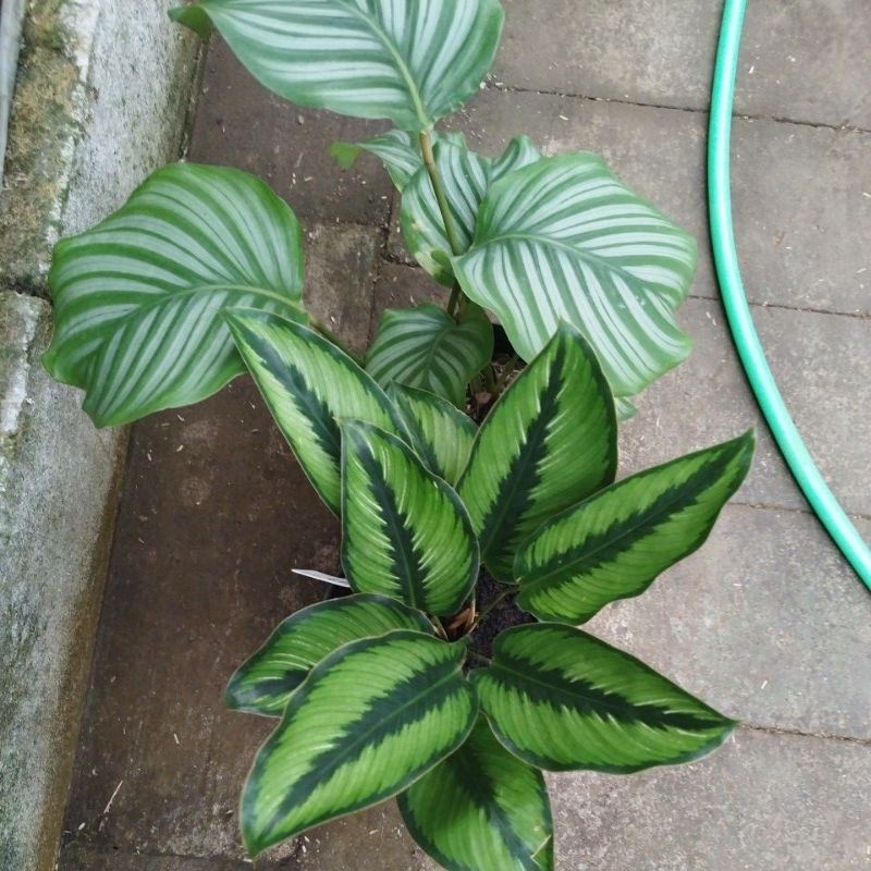 Jual Tanaman Hias Jenis Aroid Calathea Custom Kak Serly | Shopee Indonesia