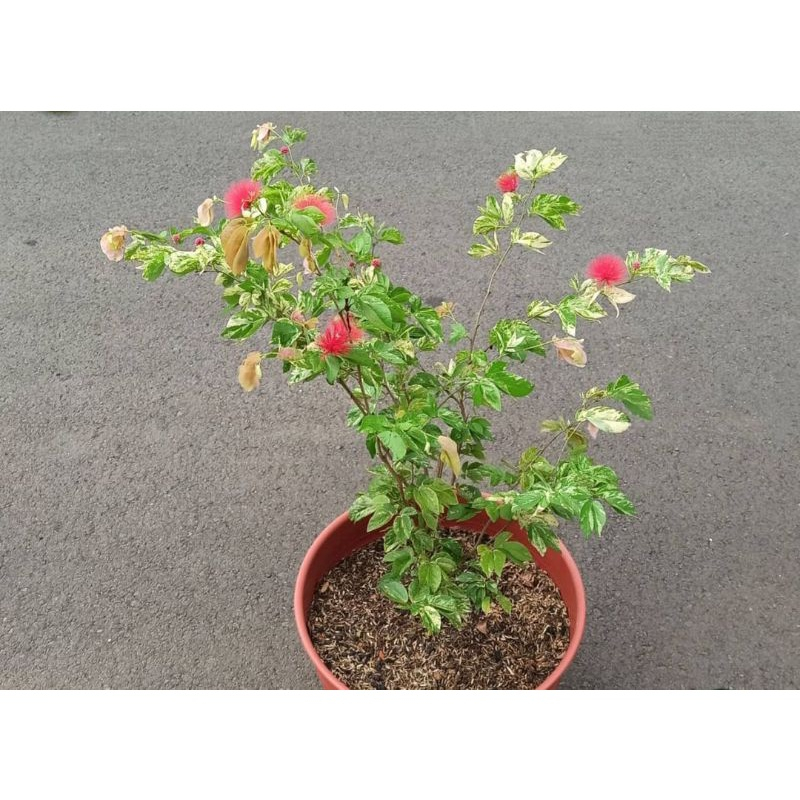 Jual Tanaman hias Lusiana varigata/ bunga Kaliandra varigata Murah ...