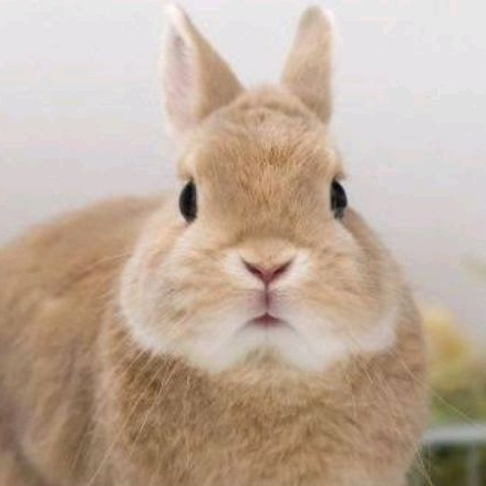 Jual KELINCI NETHERLAND DWARF Kelinci Mini Kelinci Tidak Bisa Besar ...