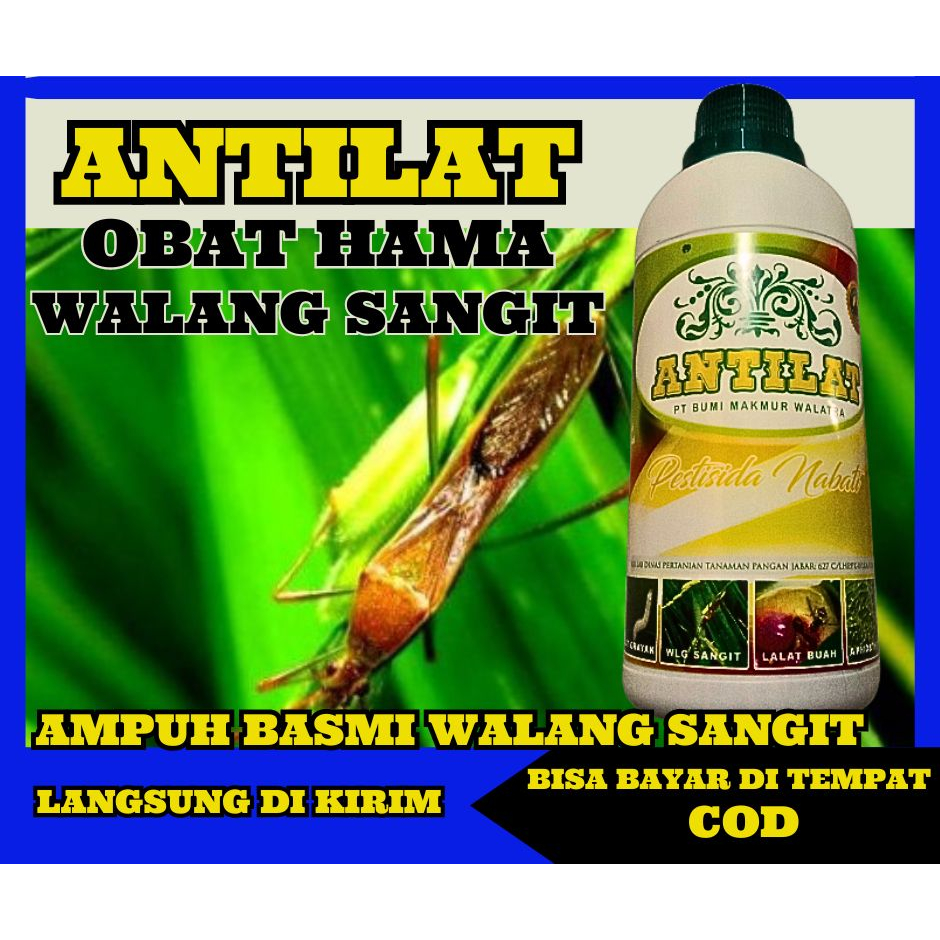 Jual pestisida antilat obat hama walang sangit, wereng pada tanaman ...