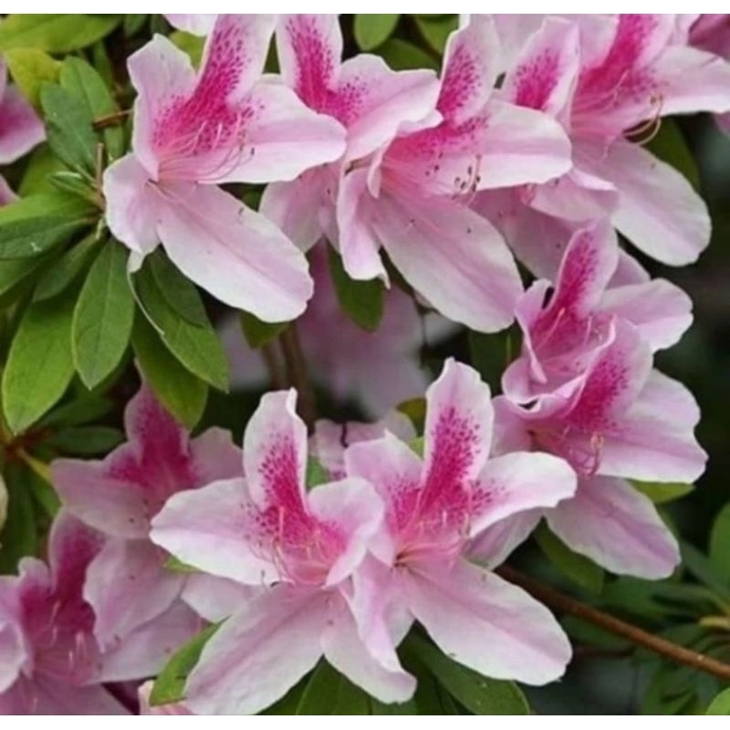 Jual bibit tanaman hias bunga Azalea Aztec | Shopee Indonesia