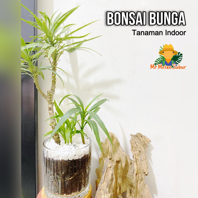 Jual bonsai bunga indoor tanaman estetik premium | Shopee Indonesia