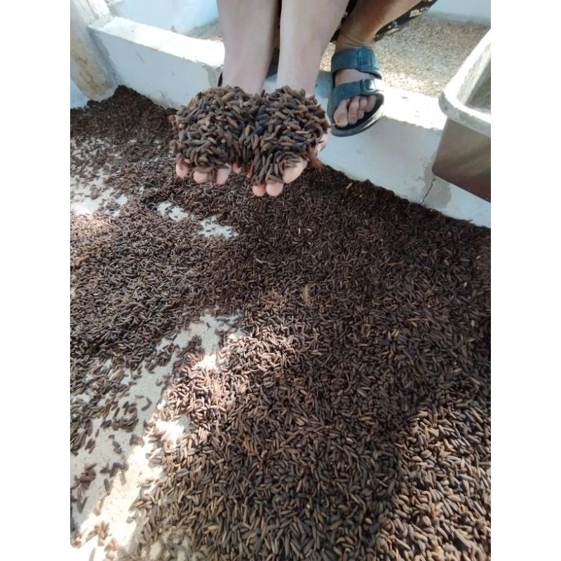 Jual Prepupa Maggot BSF ( Black Soldier Fly) 500gram | Shopee Indonesia