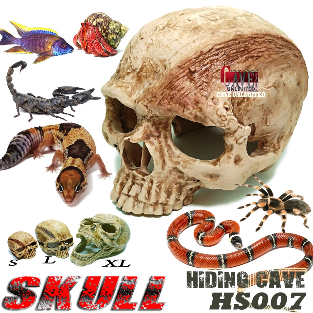 Jual HS007M HIDING SKULL KERANGKA KEPALA MANUSIA TENGKORAK ORANG HUMAN ...