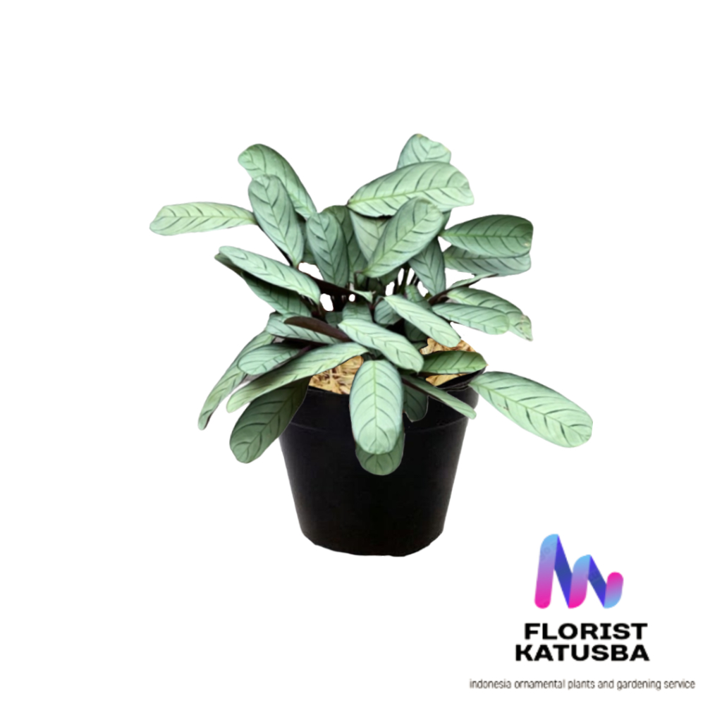 Jual tanaman hias daun tanaman calathea burle marxii amagris | Shopee ...
