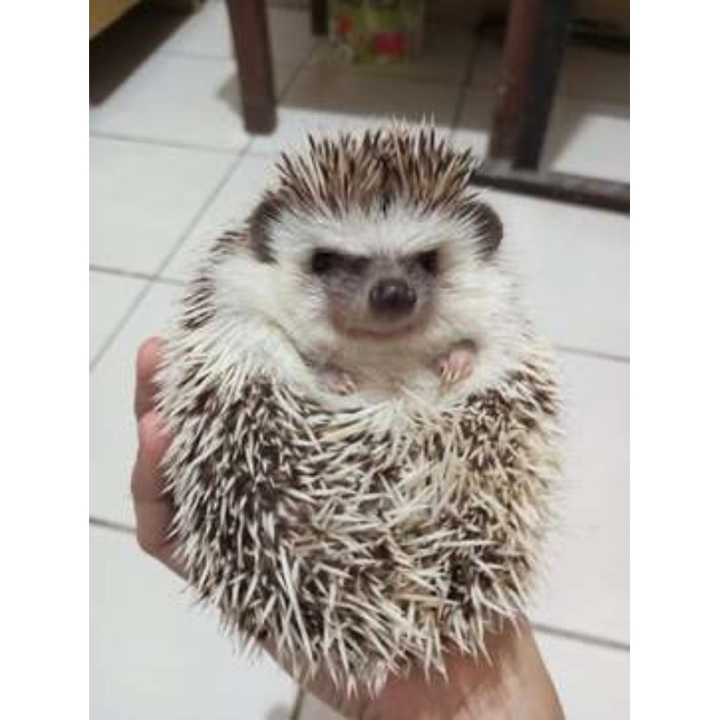 Jual LANDAK MINI (PENGIRIMAN KHUSUS SAME DAY DAN INSTANT) | Shopee ...