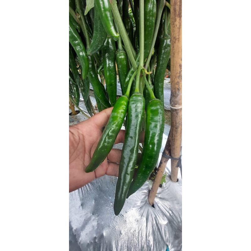 Jual Cabe Hijau Besar | Cabai Teropong Ijo 1kg | Shopee Indonesia