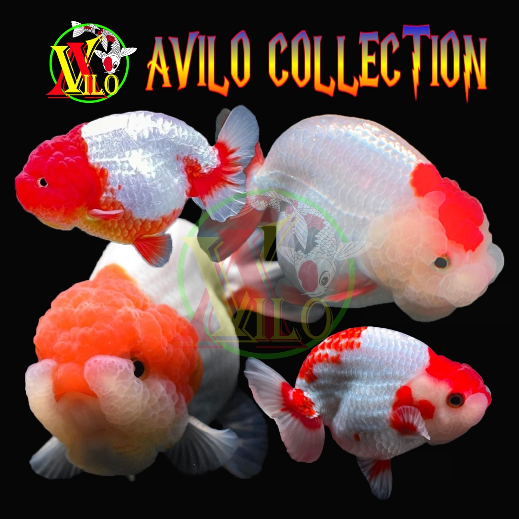 Jual ikan hias mas koki ranchu red white 6 - 8 cm | Shopee Indonesia