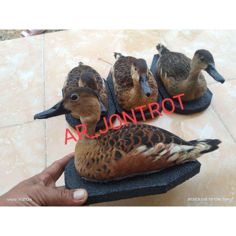 Jual Jontrot Belibis Kembang | Shopee Indonesia