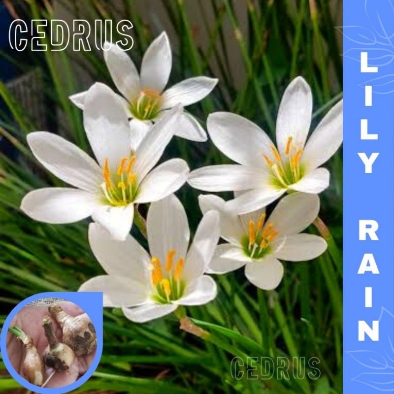 Jual UMBI LILY RAIN WHITE Bibit Bunga | Shopee Indonesia