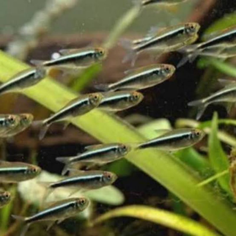 Jual IKAN HIAS AQUASCAPE NEON CARDINAL / NEON TETRA / NEON CARDINAL ...