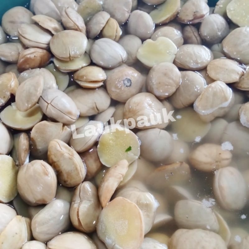 Jual Jengkol Rebus/Kg | Shopee Indonesia