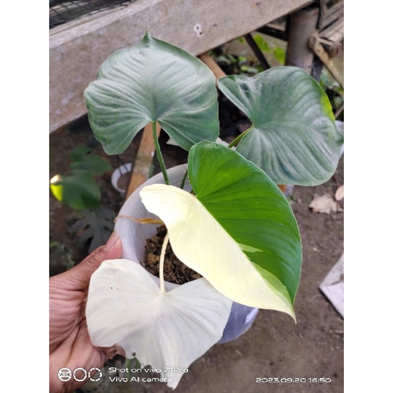 Jual homalomena pendula varigata | Shopee Indonesia