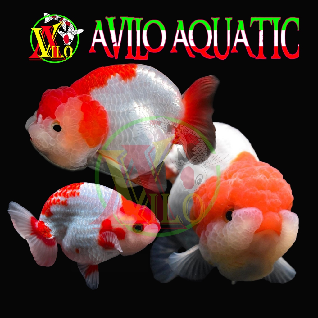 Jual ikan mas koki ranchu red white tanggung 6 - 8 CM | Shopee Indonesia