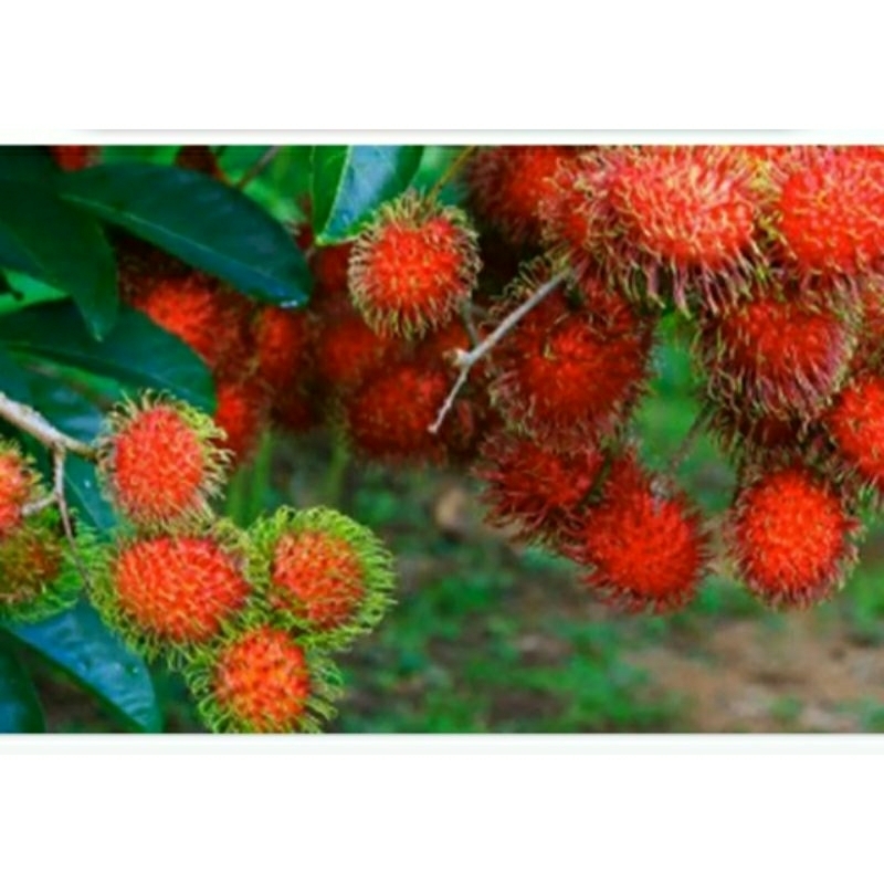 Jual DAUN RAMBUTAN SEGAR BERMANFAAT isi 100g | Shopee Indonesia