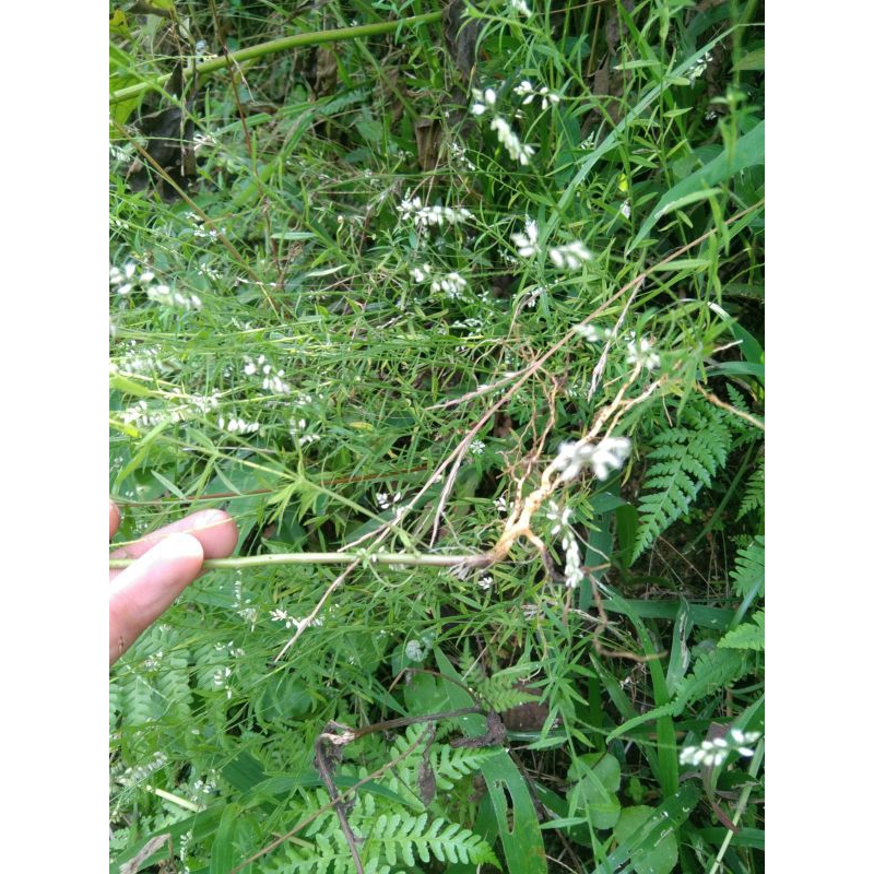 Jual Tanaman rindik/akar wangi balsam | Shopee Indonesia