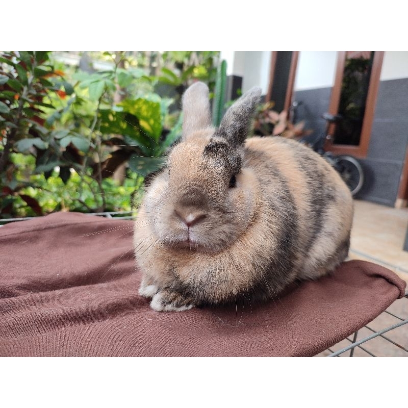 Jual Kelinci Netherland Dwarf | Shopee Indonesia