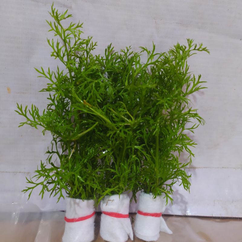 Jual water sprit / pakis aer paket 3 bendel | Shopee Indonesia