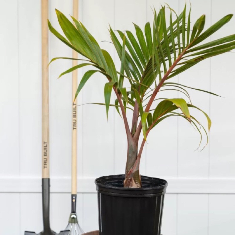 Jual TANAMAN HIAS PALEM BOTOL PALEM MERAH BOTOL | Shopee Indonesia