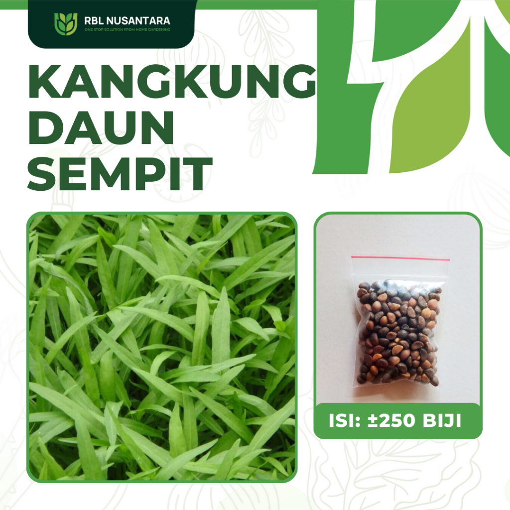 Jual BENIH SAYURAN - 250 Benih Kangkung Daun Sempit | Shopee Indonesia