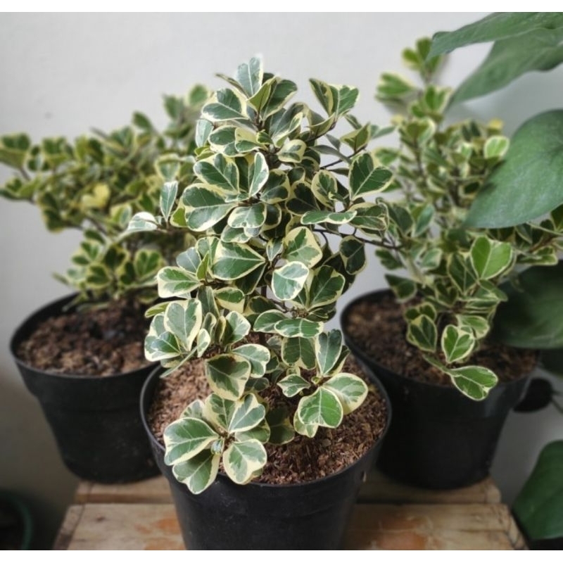 Jual Ficus Triangularis Variegata / Ficus Triangularis | Shopee Indonesia
