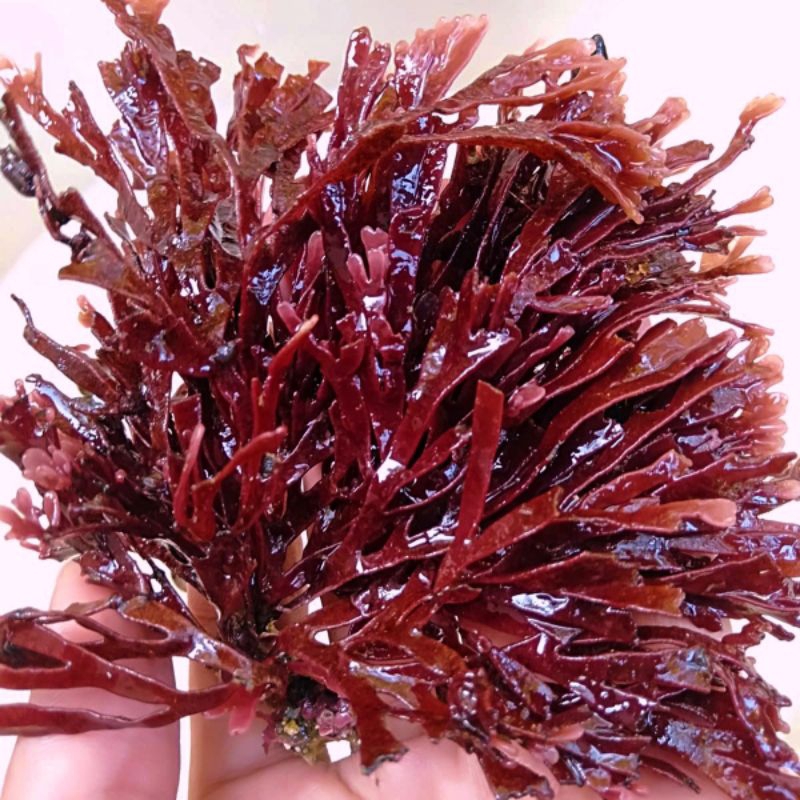 Jual Macro algae merah rumput rafia | Shopee Indonesia