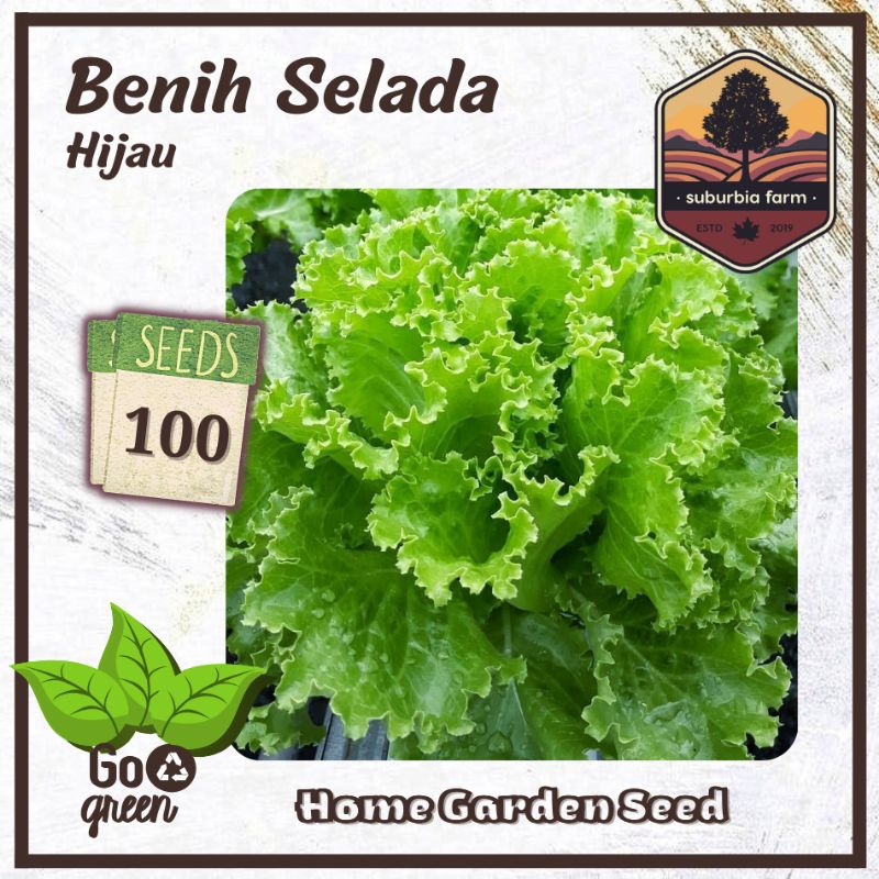 Jual 100 Biji Benih Selada Hijau Grand Rapid | Shopee Indonesia