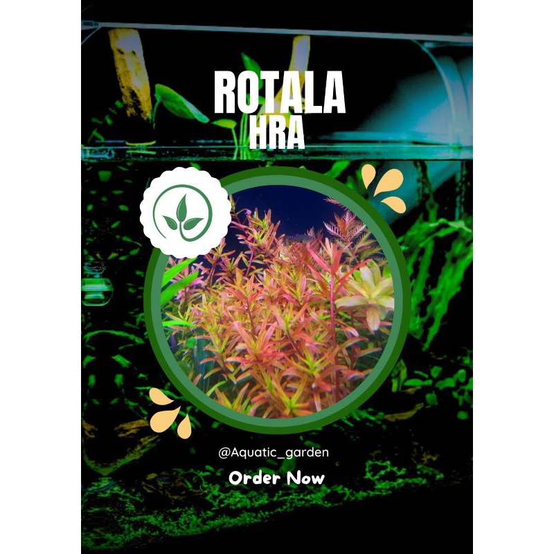 Jual ROTALA HRA // tanaman aquascape | Shopee Indonesia